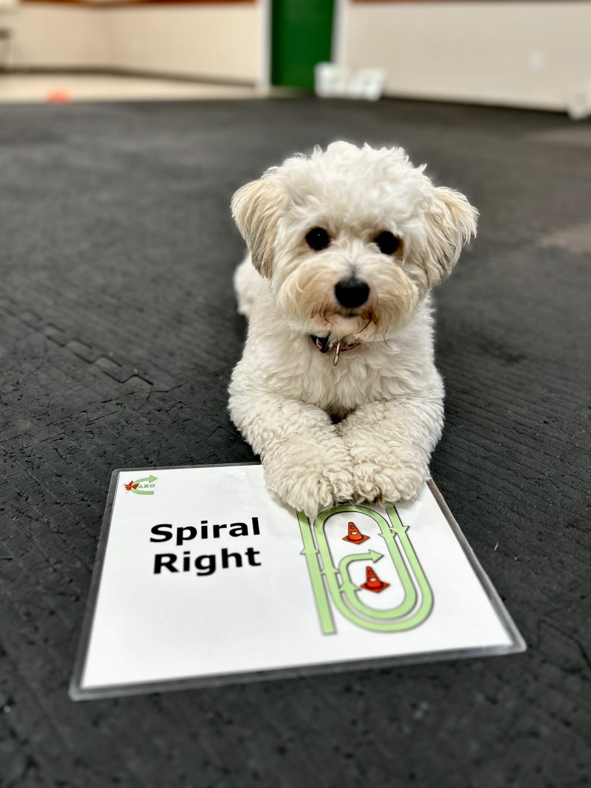 Elements Rally Collective – Elements Petcare and Training